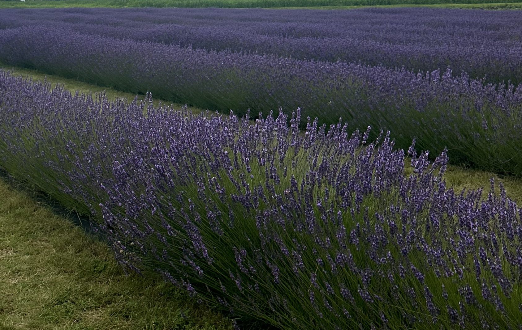 Special Farm Day Lavender Farm - Berries - Canaima Xpress